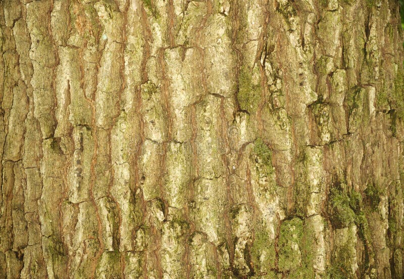 Tree bark texture stock image. Image of border, natural - 268556459