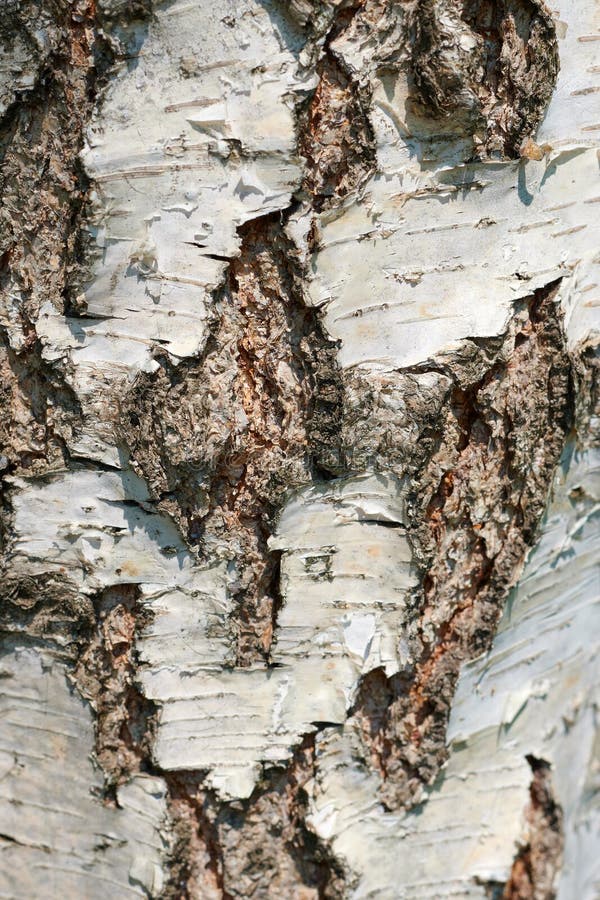 Tree Bark Texture, Old Rough Wood Pattern Stock Photo - Image of ...