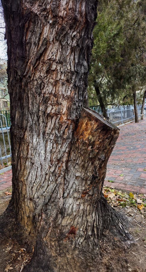 Tree Bark Texture on One Side of an Alley Stock Photo - Image of side ...