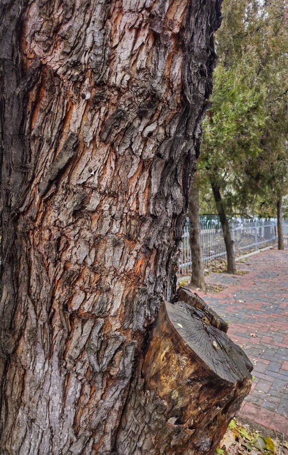 Tree Bark Texture on One Side of an Alley Stock Image - Image of tree ...