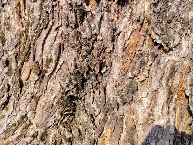 Tree bark texture stock image. Image of layers, layer - 354963201