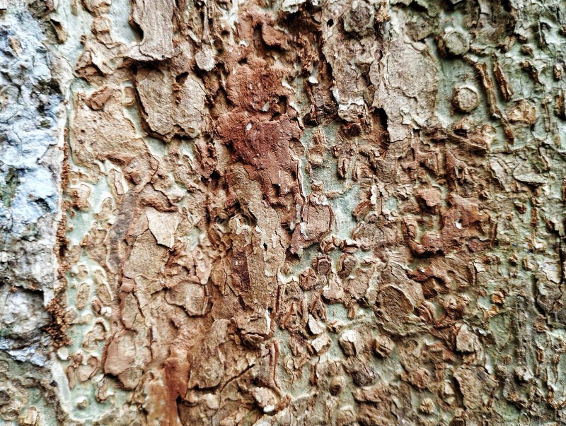 Tree bark texture stock photo. Image of medicine, boulder - 354963960