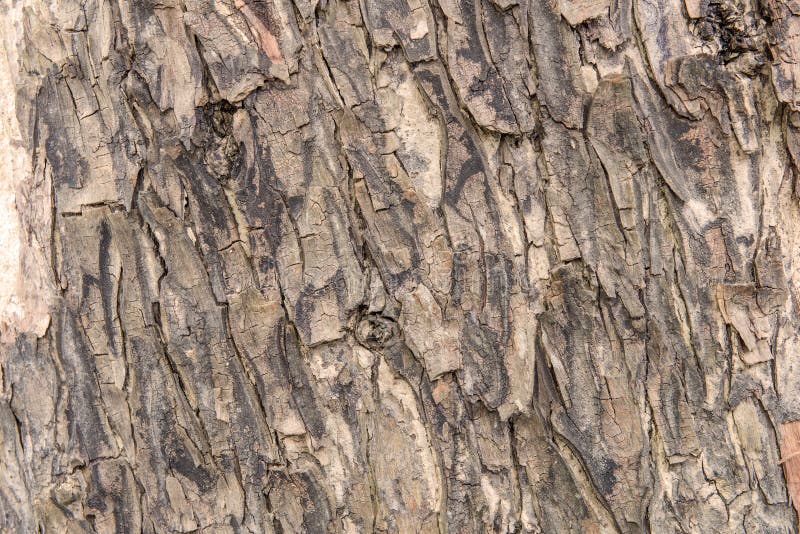 Tree Bark Texture Pattern for Background Stock Photo - Image of history ...
