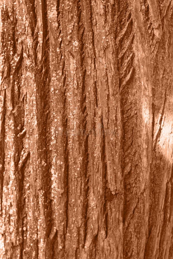 Tree Bark Texture Peach Color. Tree Bark Texture Full Frame in Nature ...