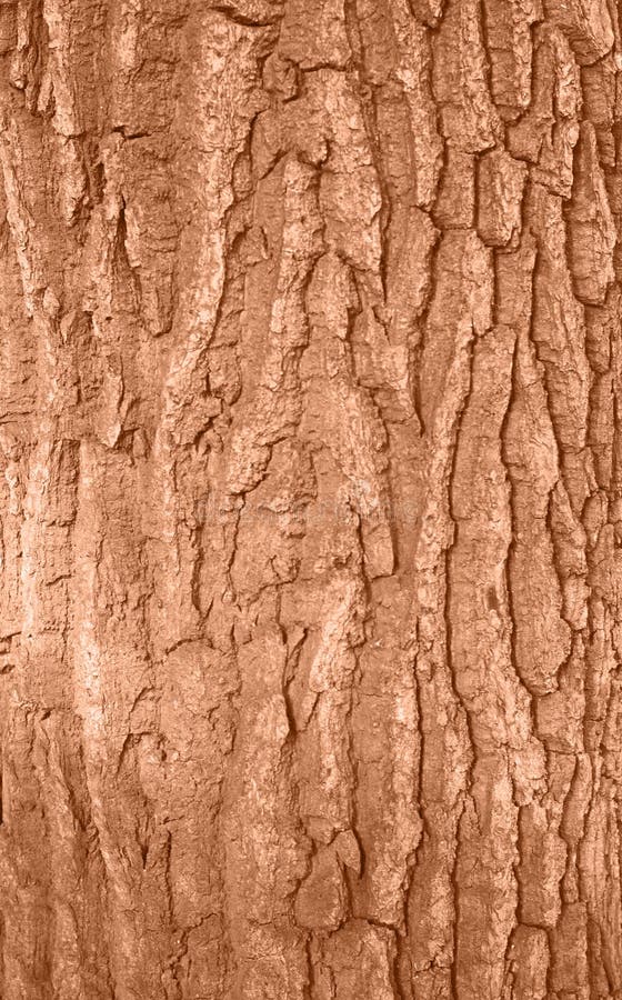 Tree Bark Texture Peach Color. Tree Bark Texture Full Frame in Nature ...