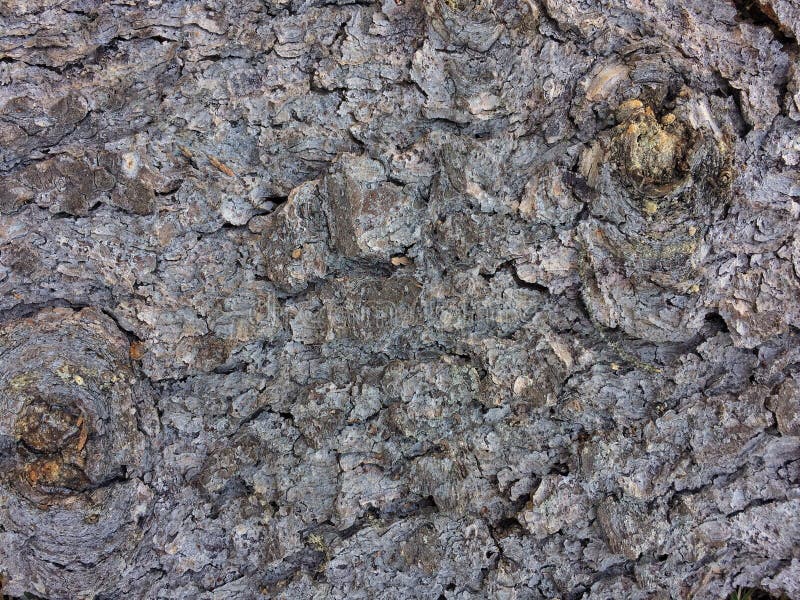 Dead Tree Bark Texture stock image. Image of bark, wallpaper - 143808025