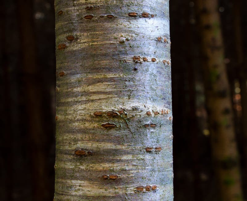 Bark Wild Cherry Prunus Avium Stock Photos - Free & Royalty-Free Stock ...