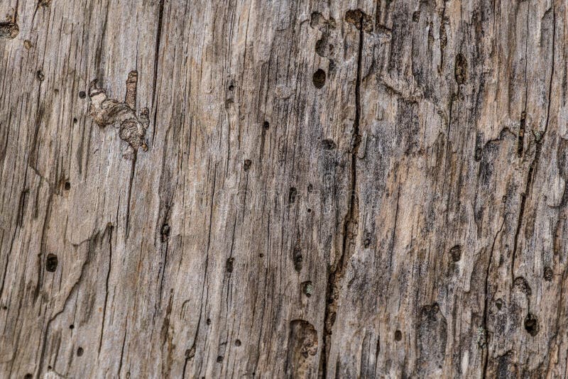 Tree bark texture stock photo. Image of backdrop, decay - 242361750