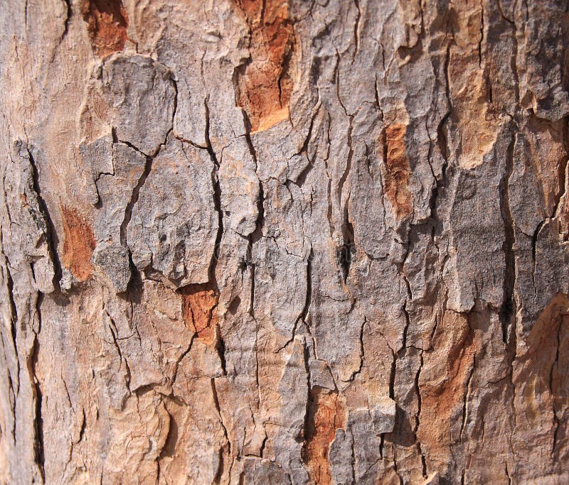 Tree bark texture stock image. Image of background, surface - 69608087