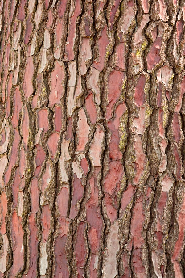 Tree Bark Texture Red from a Pine Tree. Stock Photo - Image of path ...