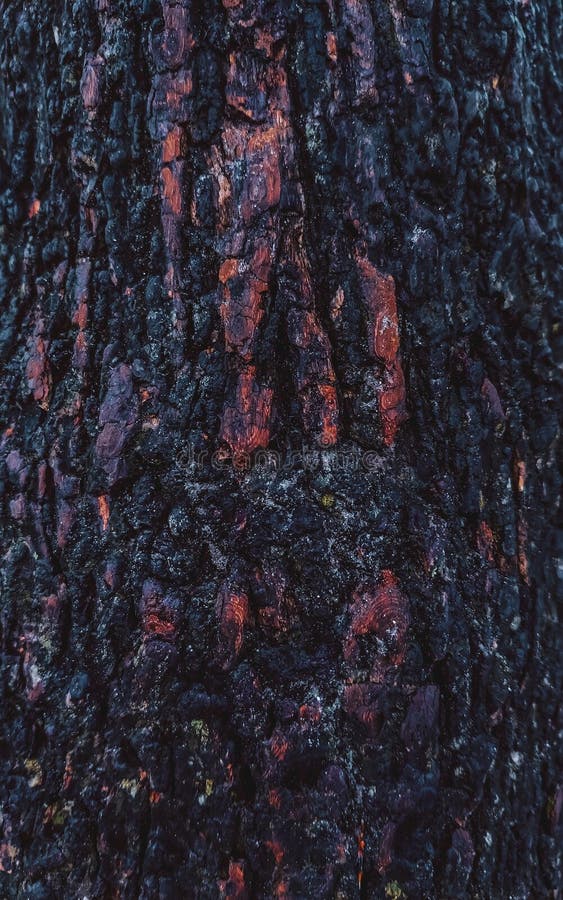 Tree Bark Texture. Relief Texture of the Brown Bark of a Tree ... Tree Bark Texture. Relief Texture of the Brown Bark of a Tree ...
