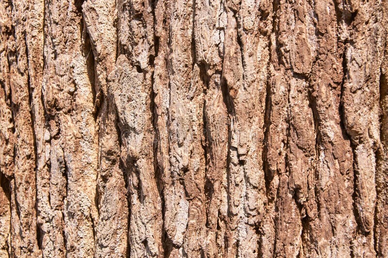 Tree Bark Texture with Rough Brown Surface Featuring Natural Patterns ...