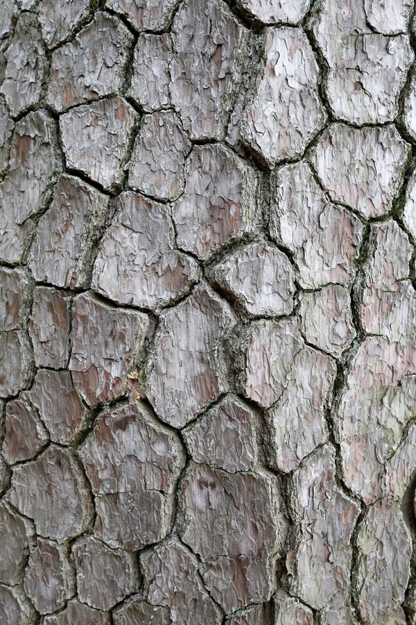 Tree bark texture rough. stock image. Image of pine, natural - 59729445