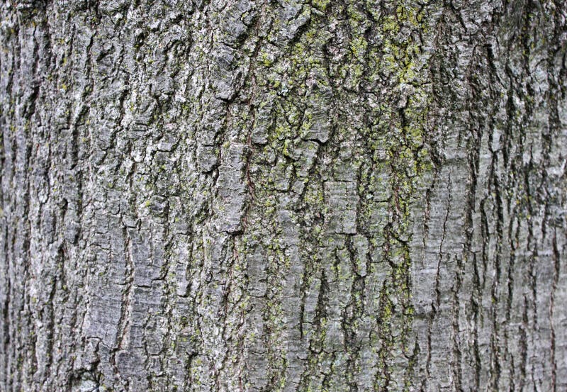 Tree Bark Texture Rough Surface Stock Photo - Image of plank, abstract ...