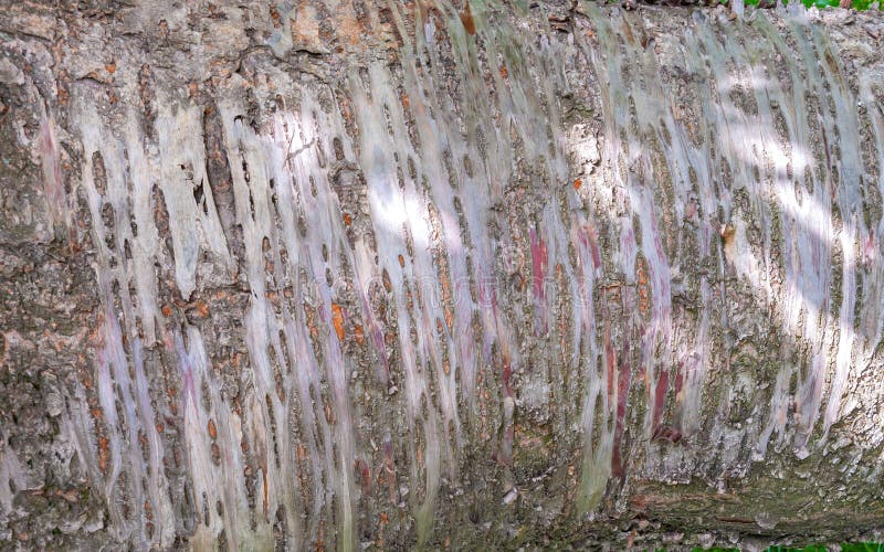 Tree Bark Texture. Sakura Trunk.Sun Glare on the Trunk Stock Image ...