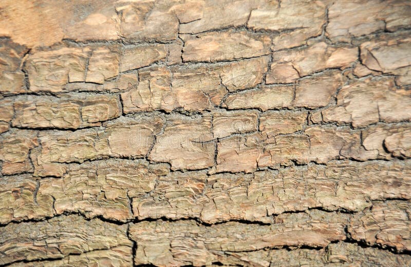 Grungy rotten wood texture stock image. Image of textured - 19208287