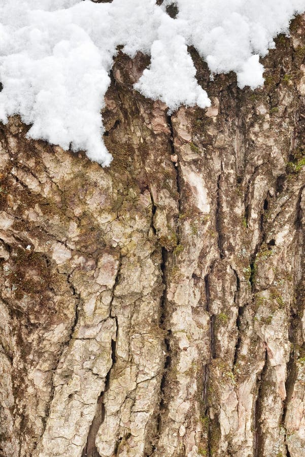 Tree Bark Texture with Snow Stock Image - Image of melting, rough: 13348089