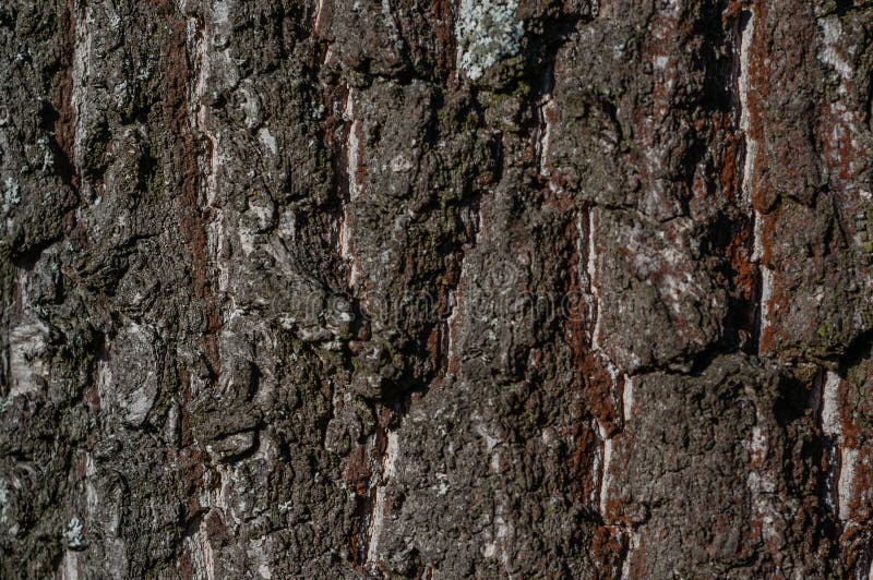 Tree Bark Texture with Some Moss Stock Image - Image of barn, park ...