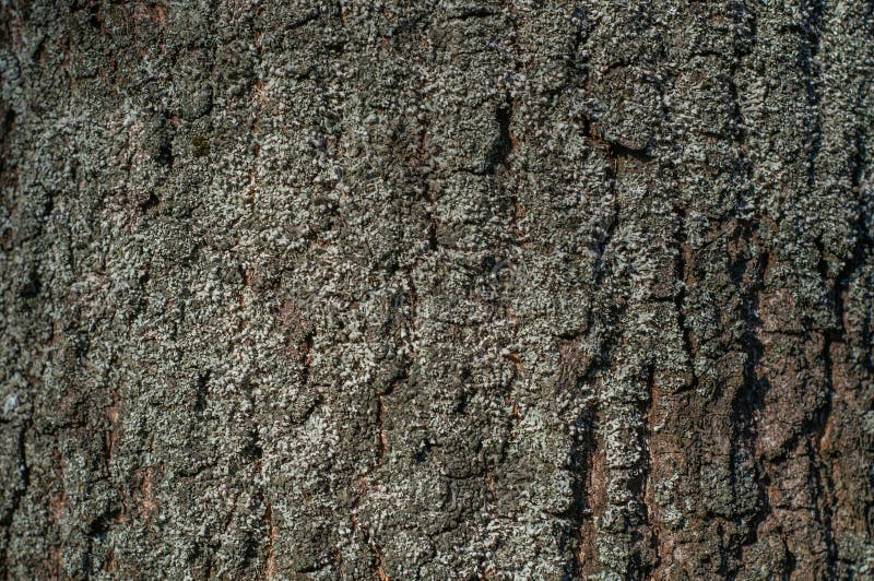 Tree Bark Texture with Some Moss Stock Photo - Image of barn, brown ...