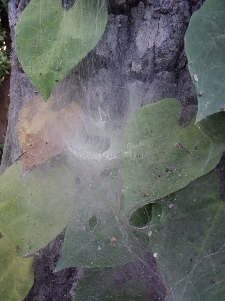 6,739 Tree Texture Book Stock Photos - Free & Royalty-Free Stock Photos ...