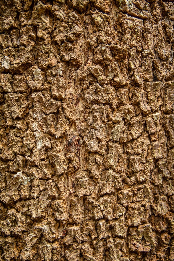 1,186 Teak Tree Bark Texture Photos - Free & Royalty-Free Stock Photos ...