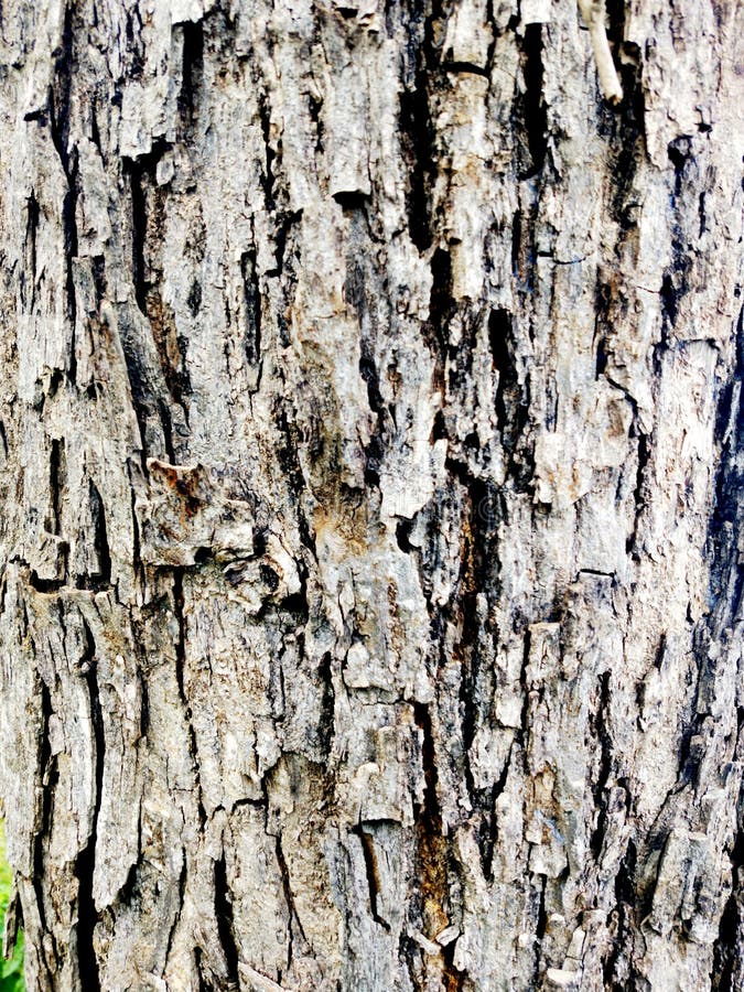 Tree bark texture stock photo. Image of aging, design - 163078118