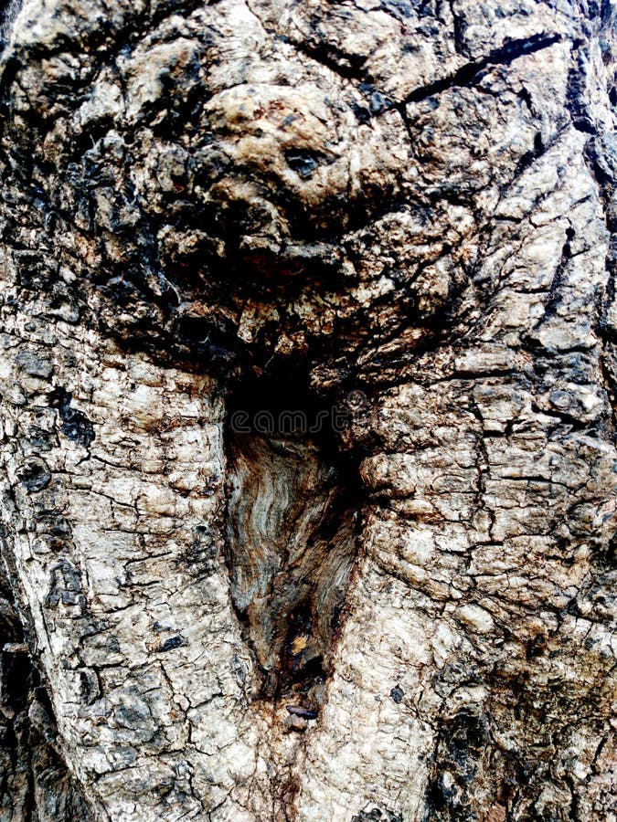 149 Rotten Fig Stock Photos - Free & Royalty-Free Stock Photos from ...