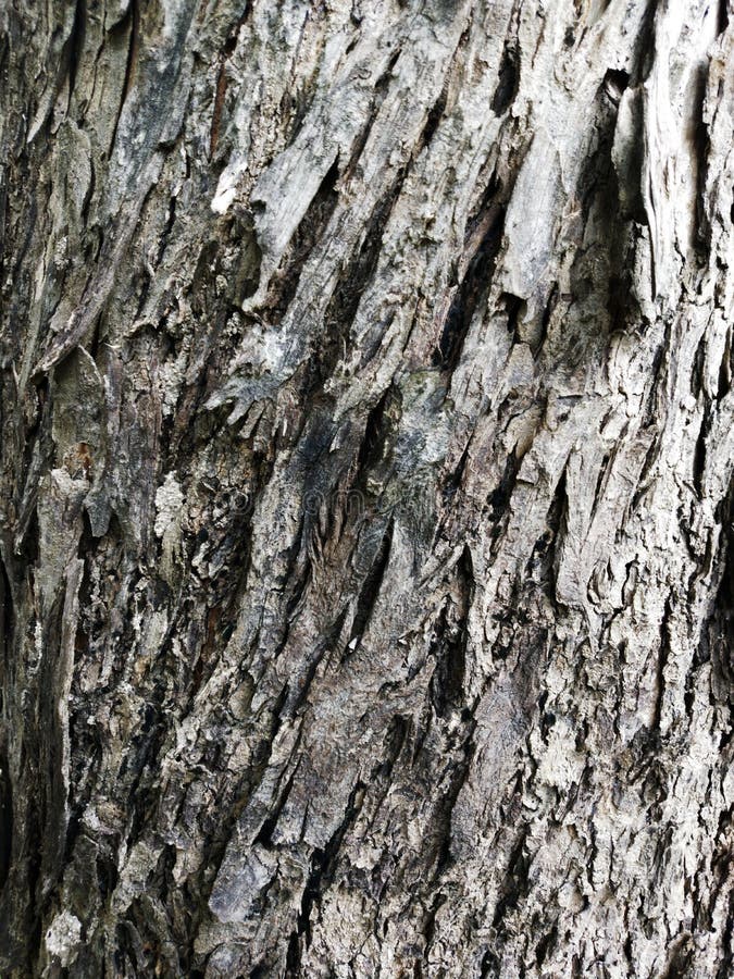 Tree bark texture. stock image. Image of ficus, design - 163297739