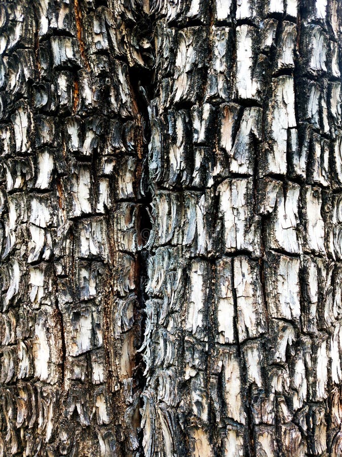 Tree bark texture. stock photo. Image of bark, forestry - 163369776