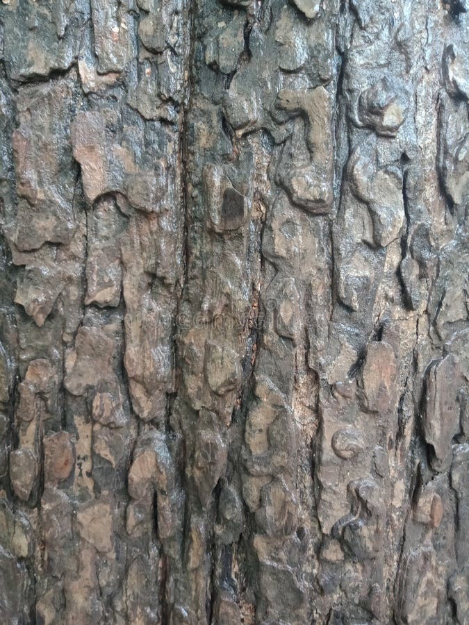 Tree Bark Texture, Textured Background Wallpaper. Stock Photo - Image ...