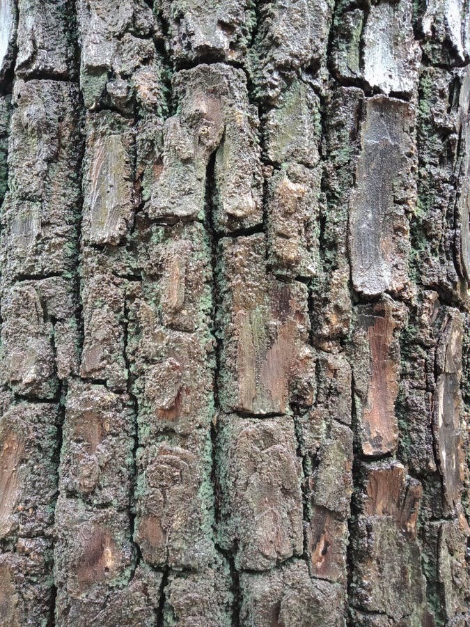 Tree Bark Texture, Textured Background Wallpaper. Stock Image - Image ...