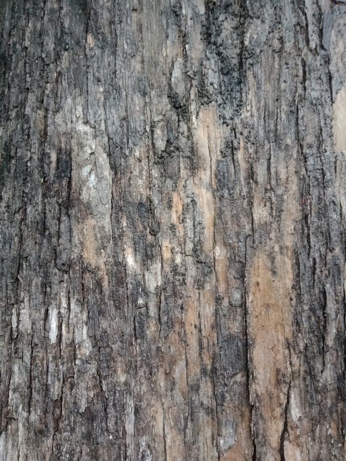 Tree Bark Texture, Textured Background Wallpaper. Stock Photo - Image ...