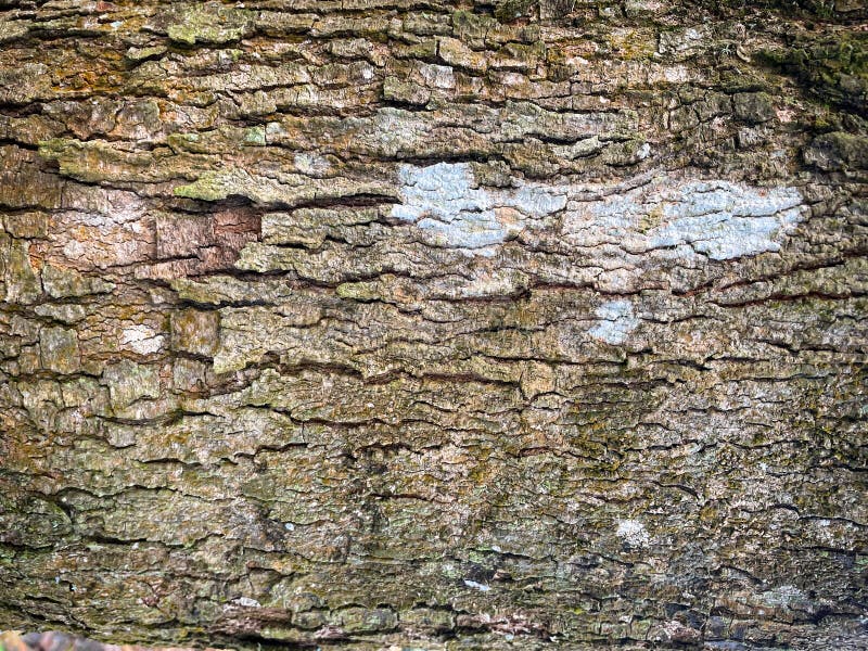 Tree Bark Texture, Tree Trunk, Rough Bark, Wood Plank Texture for ...
