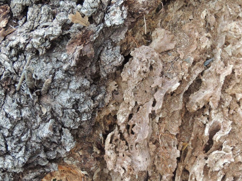 Tree Bark Texture on Trunk Close Up Stock Photo - Image of macro, solid ...