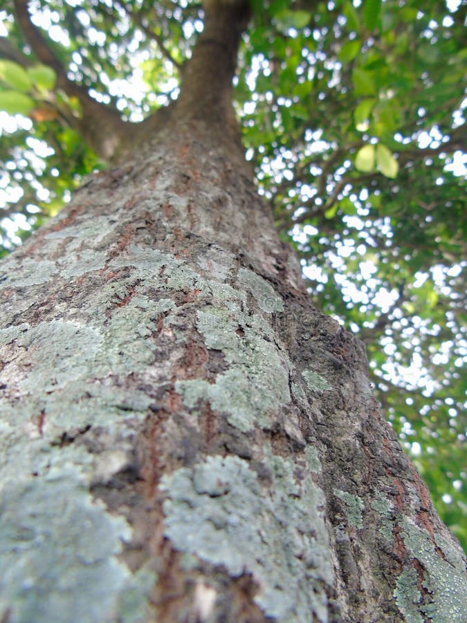 Tree Bark Texture from Under View Stock Photo - Image of plant ...