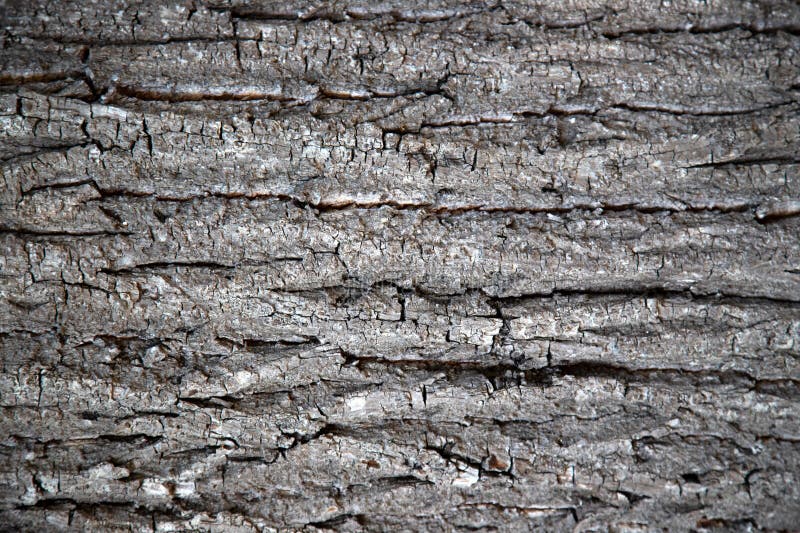 Tree Bark Texture with Vibrant Moss and Lichen, an Organic Symphony ...