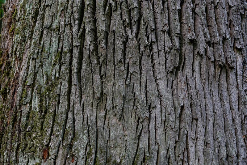 Tree Bark Texture. Vintage Oak Tree Bark Stock Photo - Image of grey ...