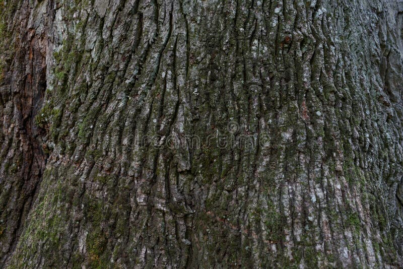Tree Bark Texture. Vintage Oak Tree Bark Stock Image - Image of pine ...