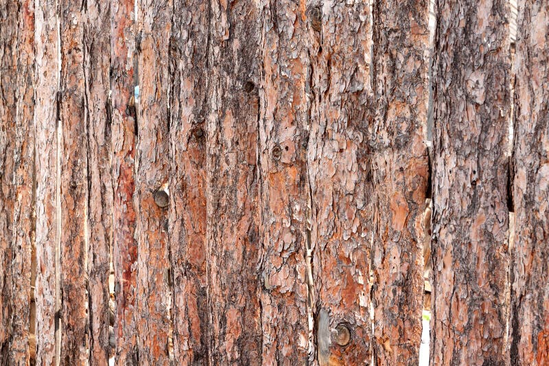 Tree Bark Texture Wallpaper Stock Image - Image of protection, bark ...