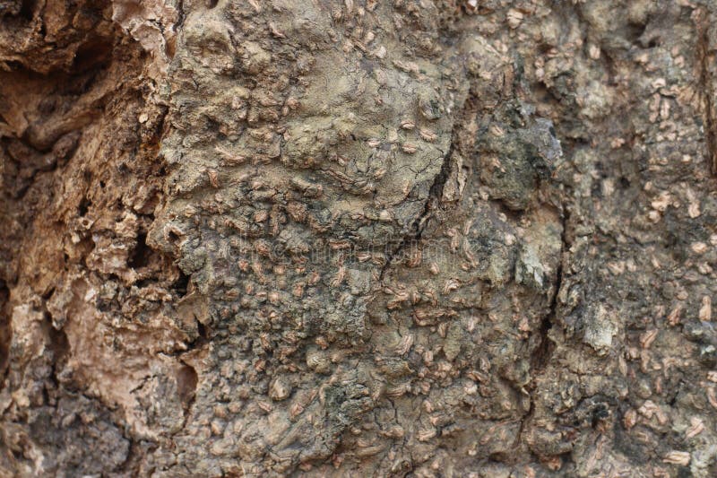 Tree Bark Texture Wallpaper. Seamless Tree Bark Background. the Bark of ...