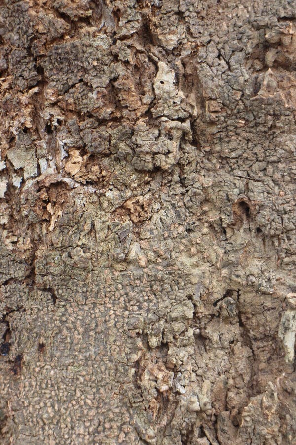 Tree Bark Texture Wallpaper. Seamless Tree Bark Background. the Bark of ...