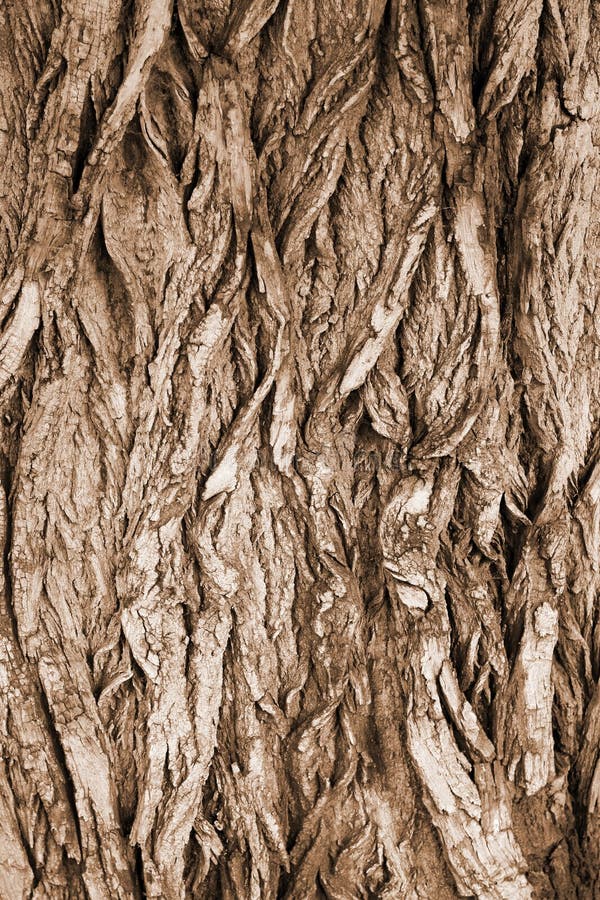 Tree bark texture stock photo. Image of material, tree - 59958324