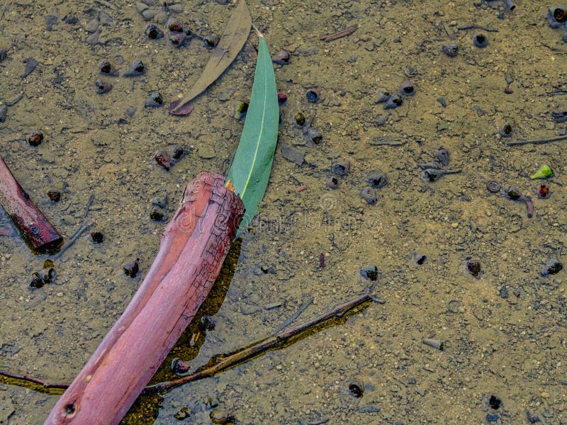 Tree bark texture in water stock photo. Image of grass - 97191350