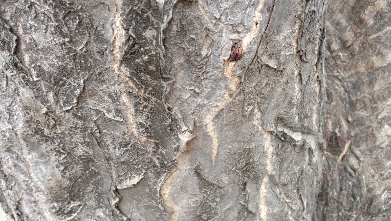 Tree Bark Texture of White Birch Tree Bark Closeup Texture of White ...
