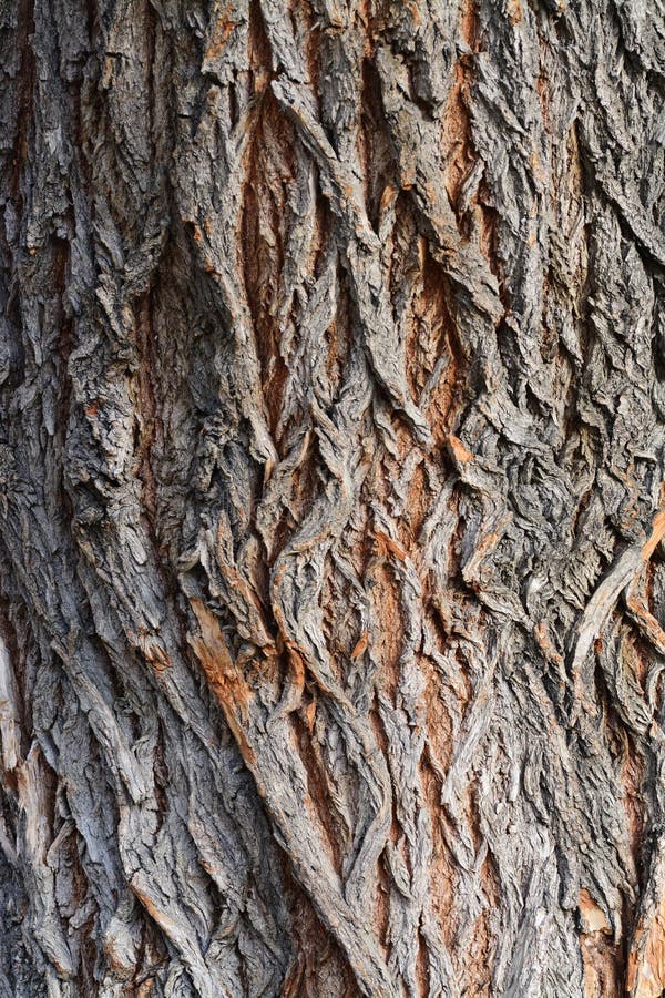 Tree Bark Texture, White Willow (Salix Alba) Bark Stock Image - Image ...