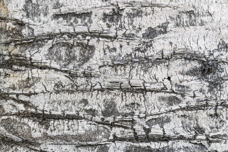Tree Bark Texture on White Wood Stock Image - Image of forest, outdoor ...