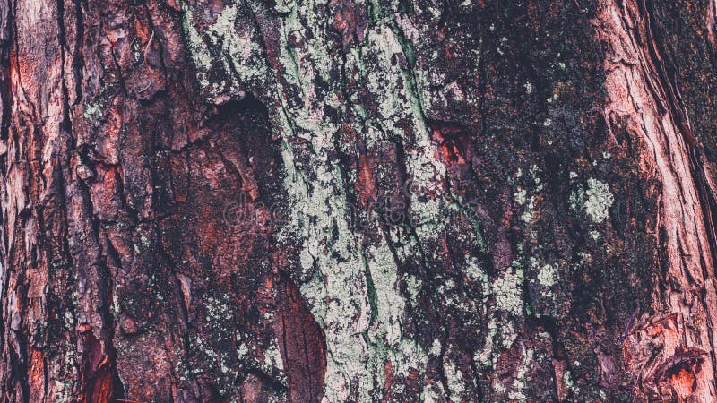 Tree Bark Texture. Wood Bark Background Stock Photo - Image of macro ...