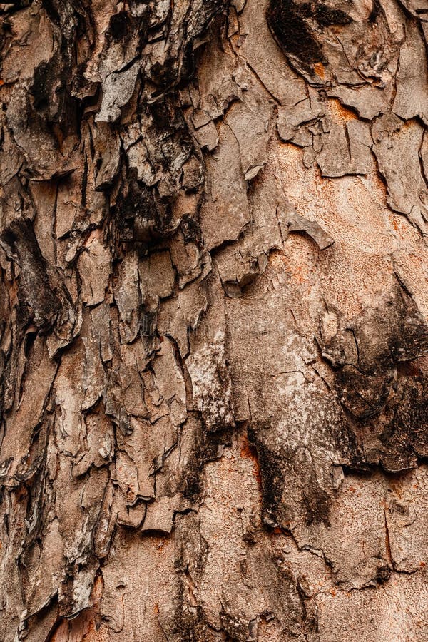 Tree Bark Texture. Wood Bark Background Stock Photo - Image of close ...