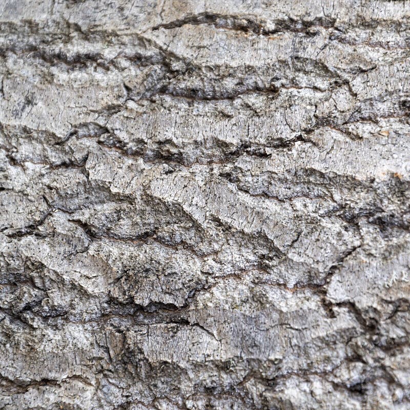 Tree bark texture stock photo. Image of grey, brown - 220303092