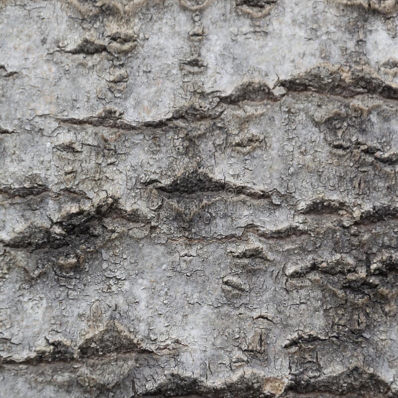Tree bark texture stock photo. Image of abstract, forest - 221183846